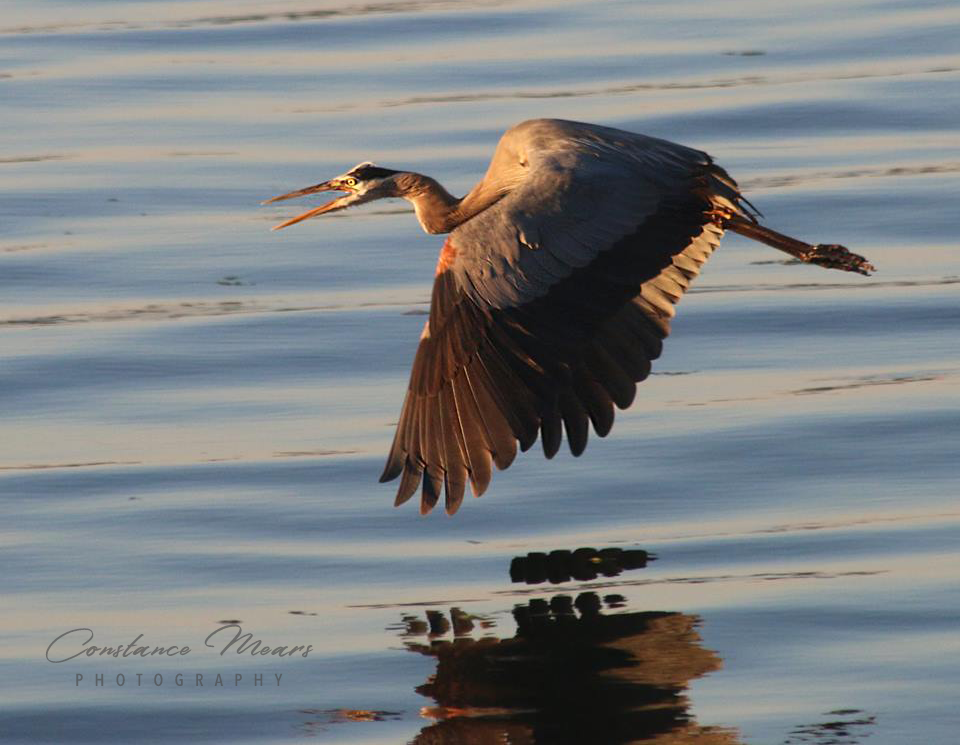 Heron-flying - Constance Mears